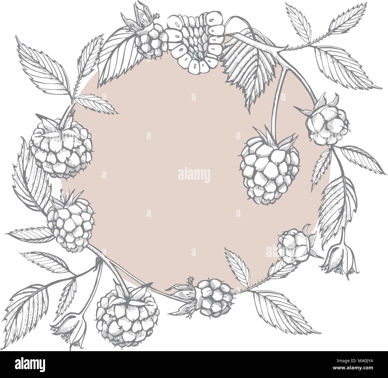 Hand drawn raspberry. Retro sketch style vector illustration. Perfect ...