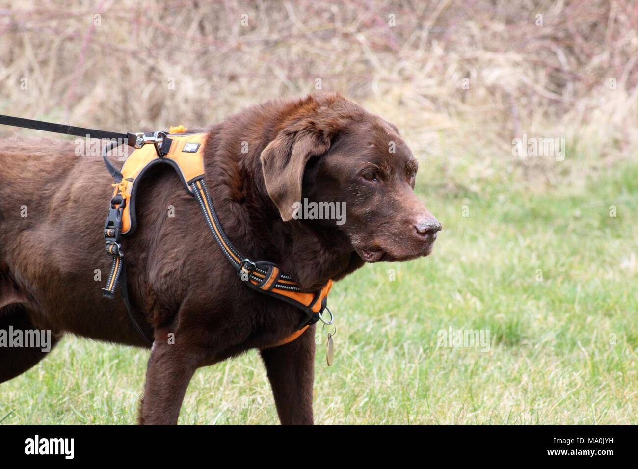 Chocolate Labrador enjoying life outdoors walking and playing in the ...