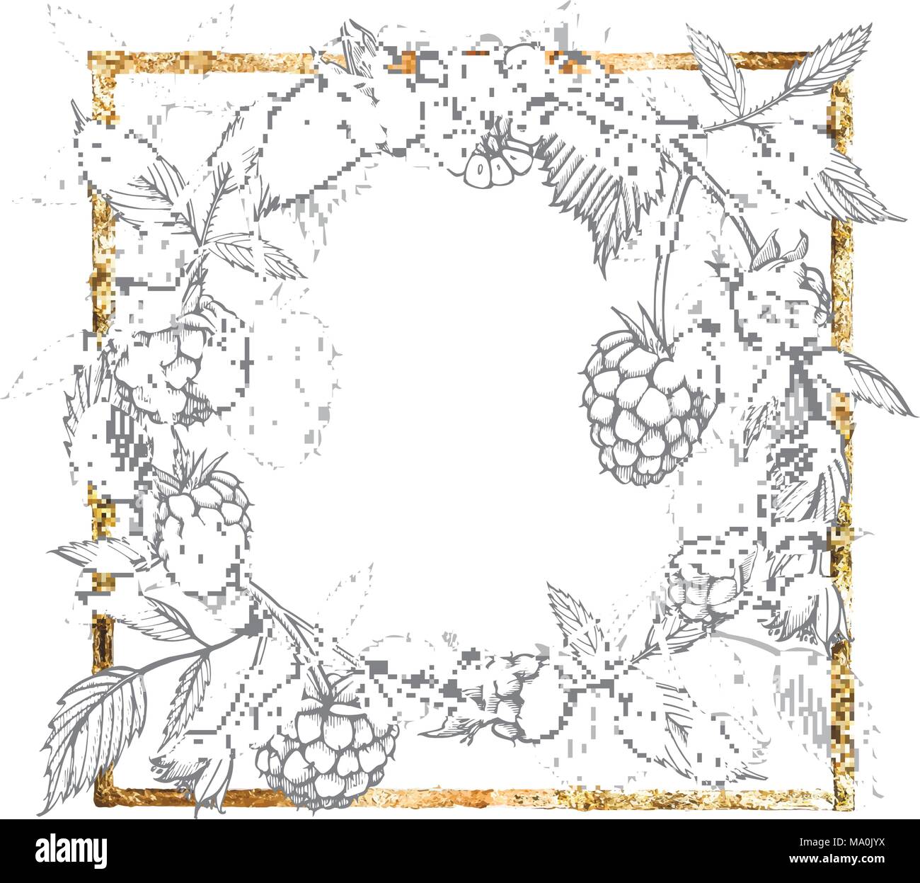 Hand drawn raspberry. Retro sketch style vector illustration. Perfect ...