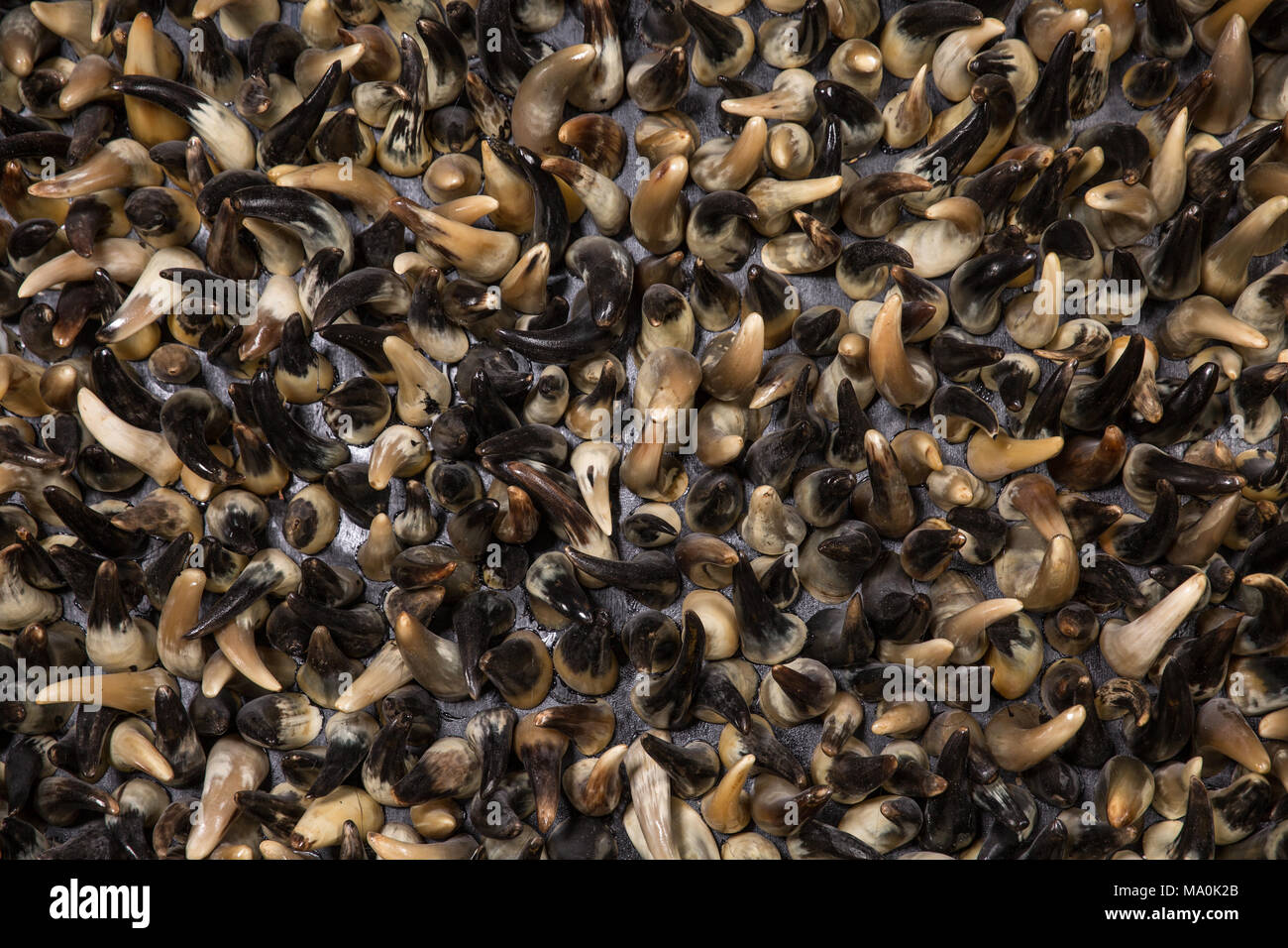 Cow Horn Texture High Resolution Stock Photography and Images - Alamy