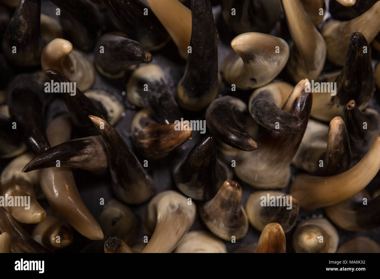 Cow horn texture hi-res stock photography and images - Alamy