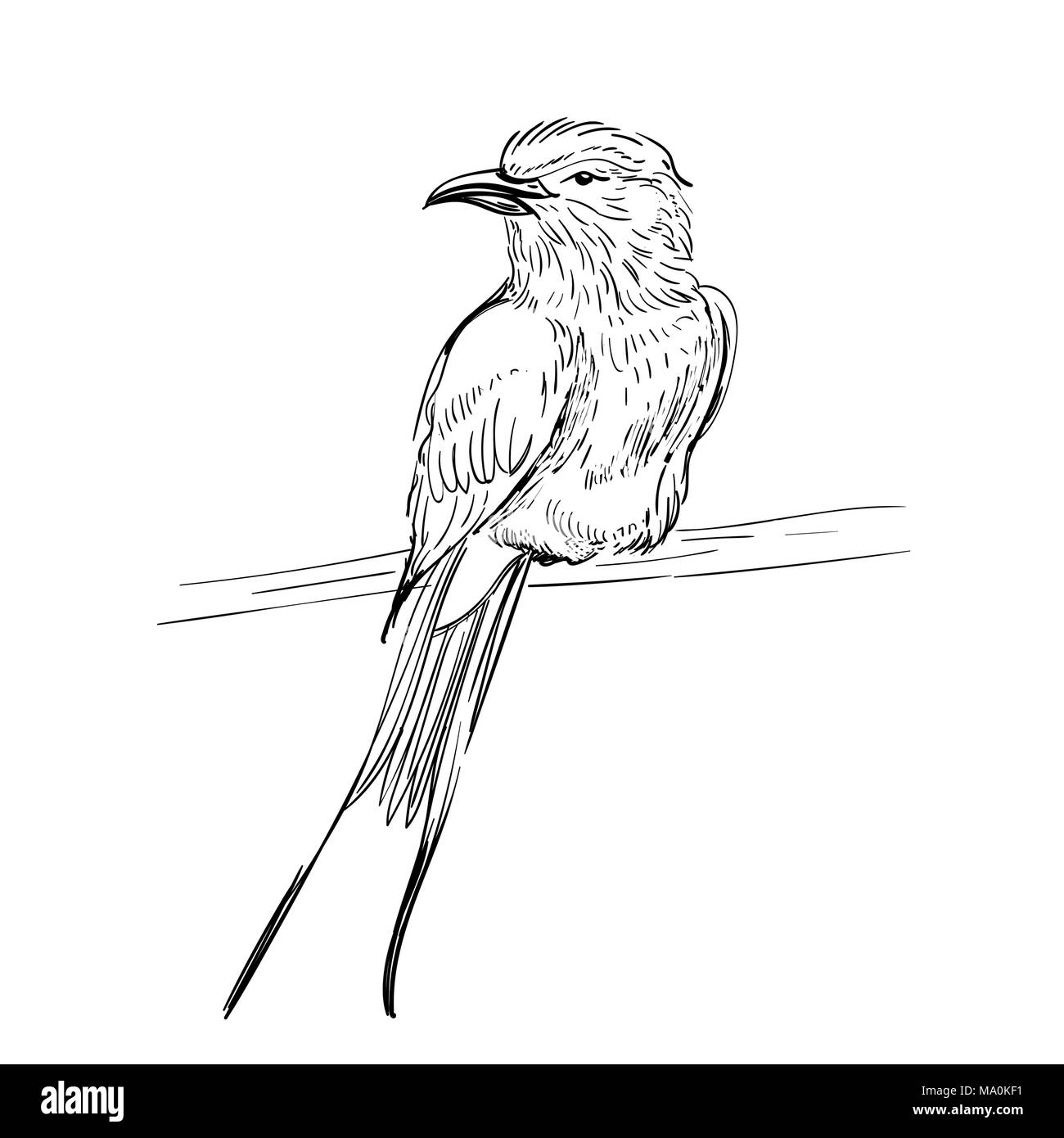 vector illustration. Sketch birds. Ink drafts bird. Engraving birs ...