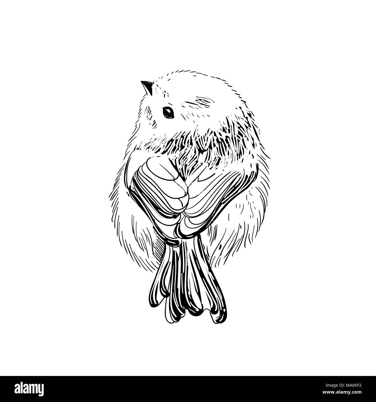 vector illustration. Sketch birds. Ink drafts bird. Engraving birs ...