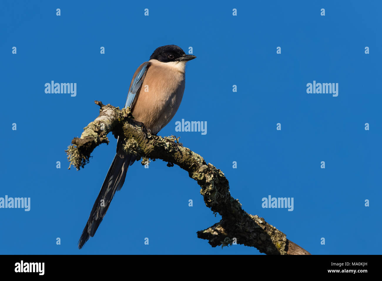 Iberian Magpie or Azure Winged Magpie Stock Photo - Alamy