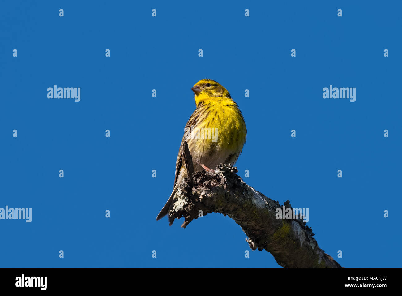 European Serin - Serinus serins Stock Photo - Alamy