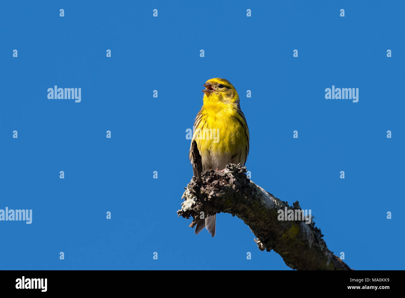 Serins hi-res stock photography and images - Alamy