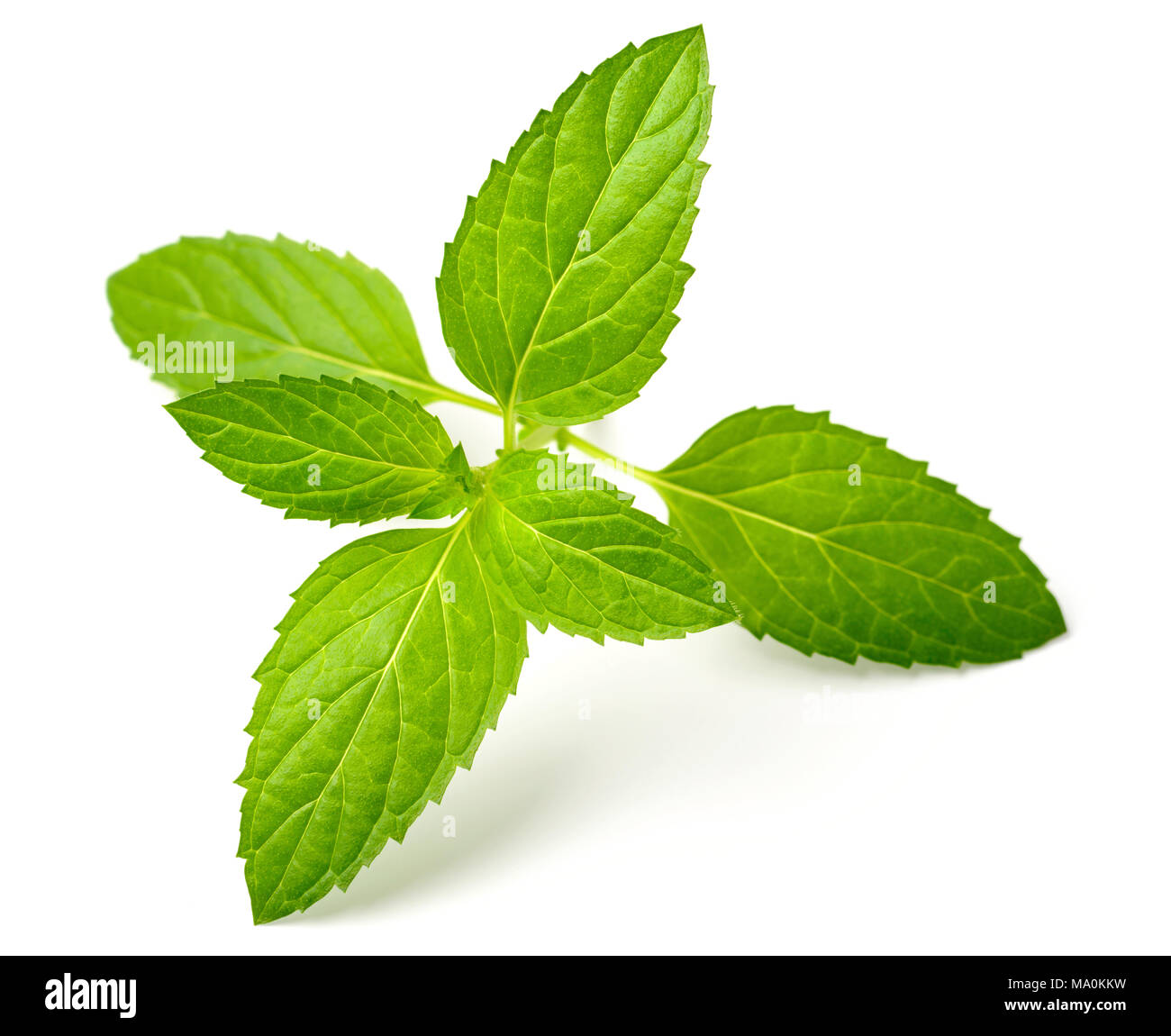 fresh peppermint leaves isolated on white background Stock Photo - Alamy