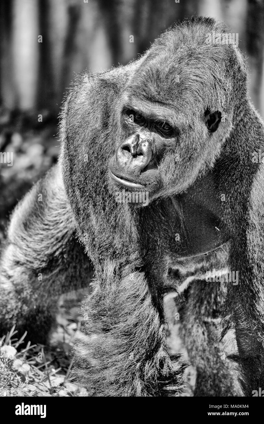 Silverback Gorilla Black and White Stock Photos & Images - Alamy