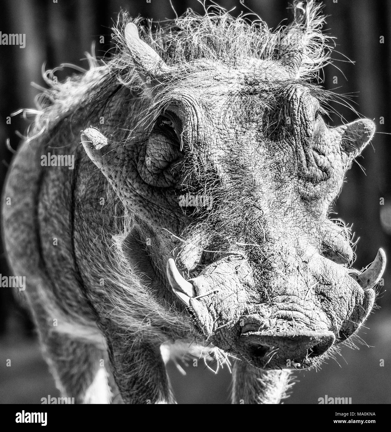 wart hog, san diego zoo Stock Photo - Alamy