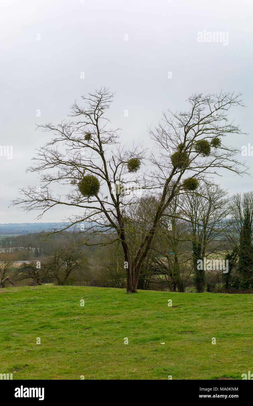Mistletoe in trees Stock Photo - Alamy