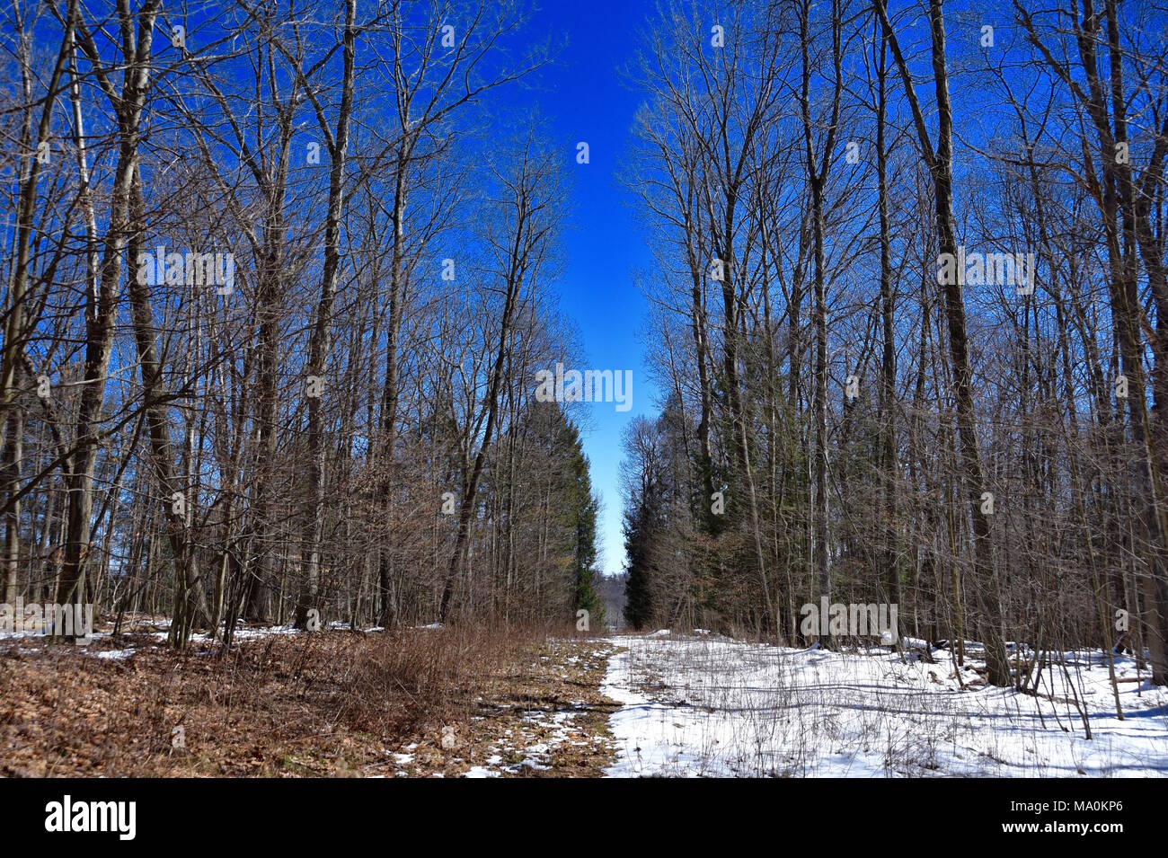 Path in forest split hi-res stock photography and images - Alamy