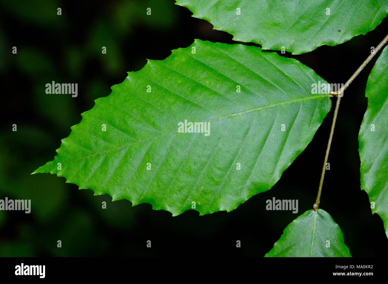 American beech fagus grandifolia leaf hi-res stock photography and images - Alamy