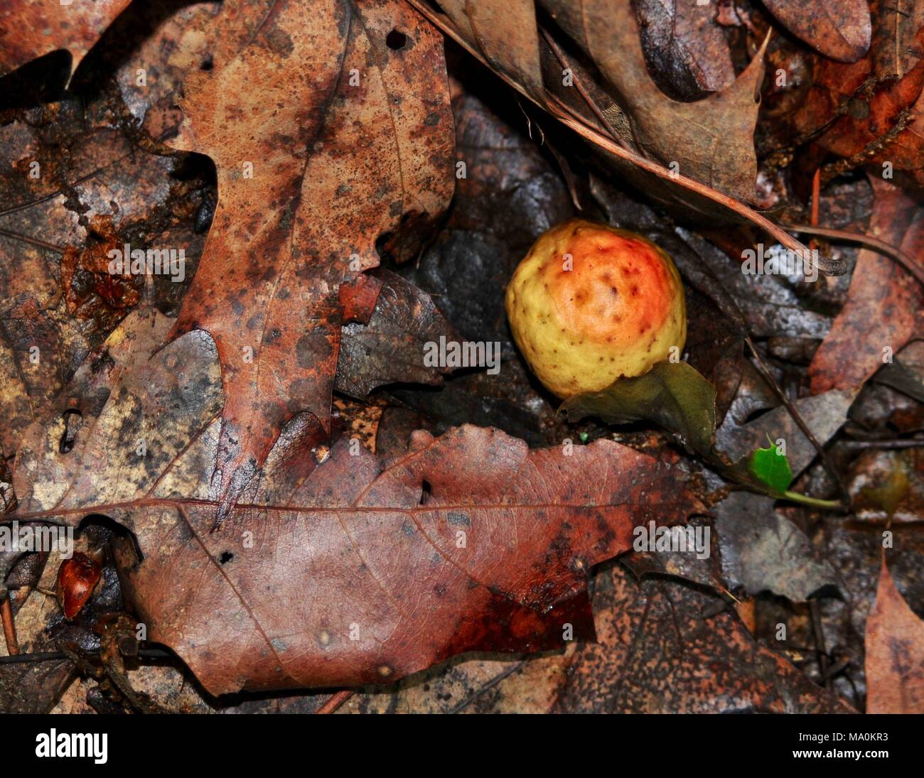 Orange and red oak apple gall on a forest floor Stock Photo - Alamy