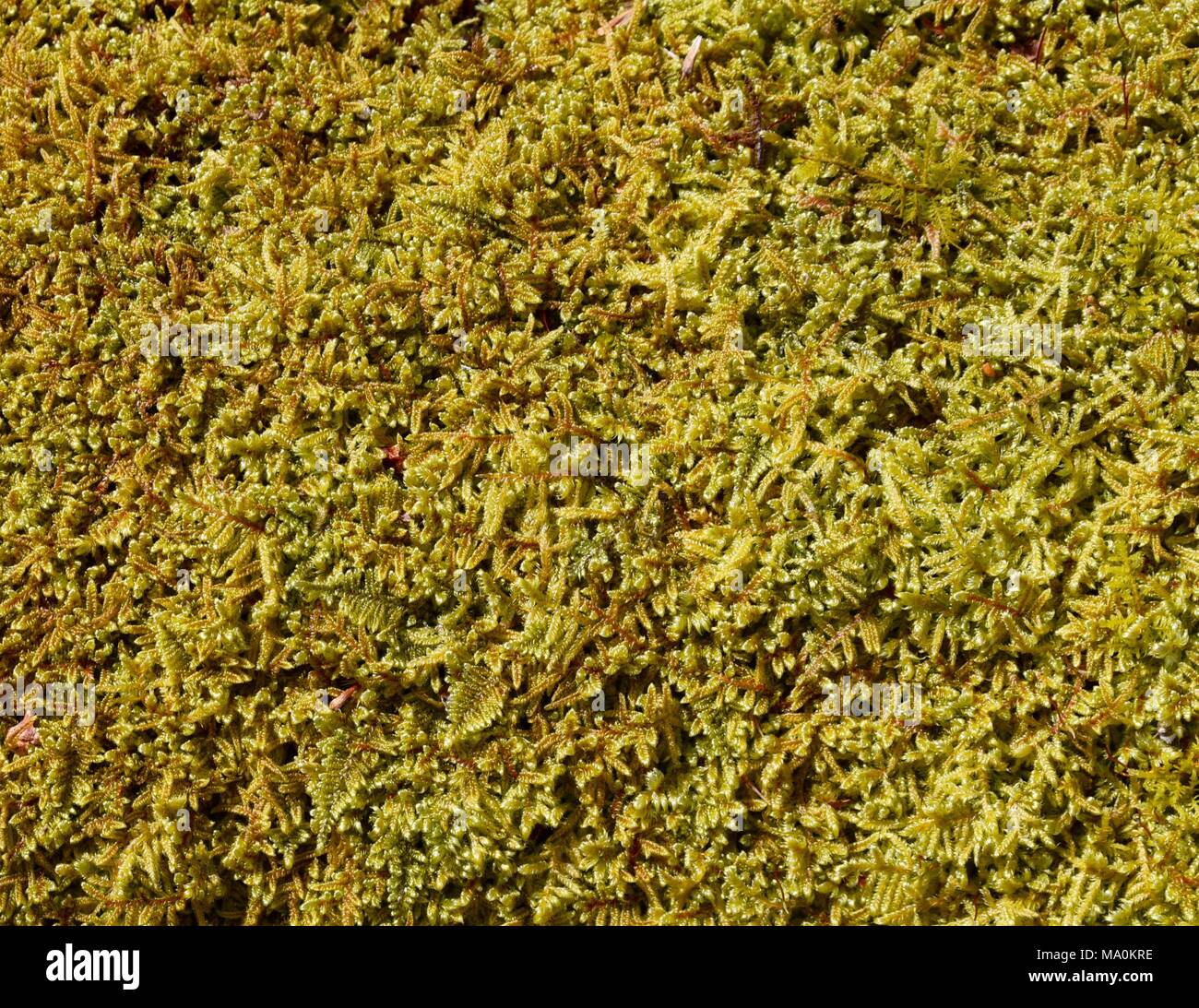Bryophyta bryophyte moss plant hi-res stock photography and images - Alamy