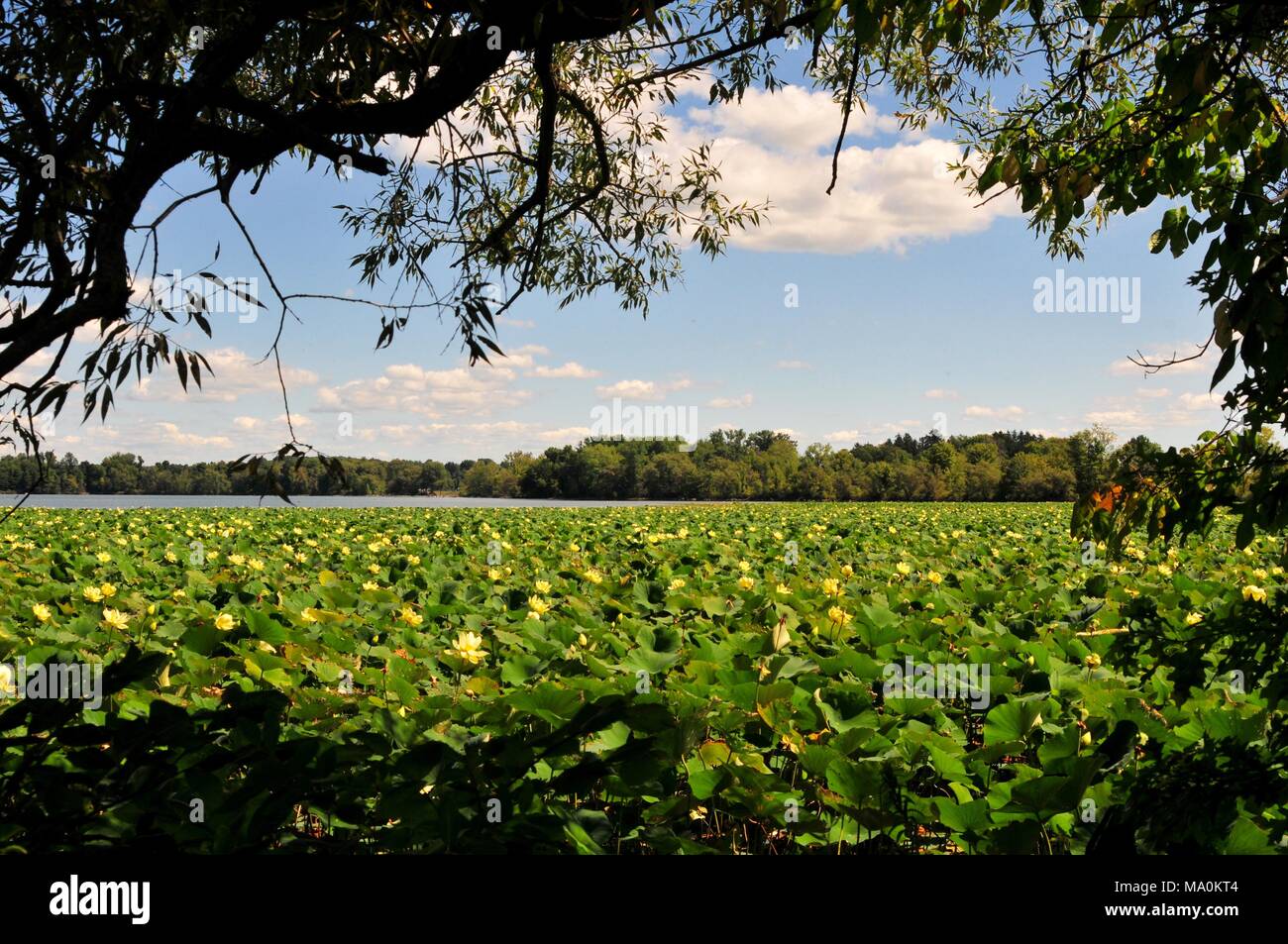 American water lotus hi-res stock photography and images - Alamy