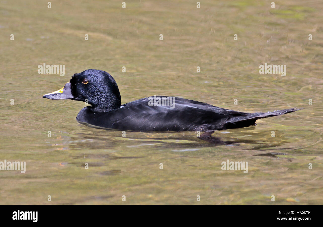 Common scoter duck hi-res stock photography and images - Alamy