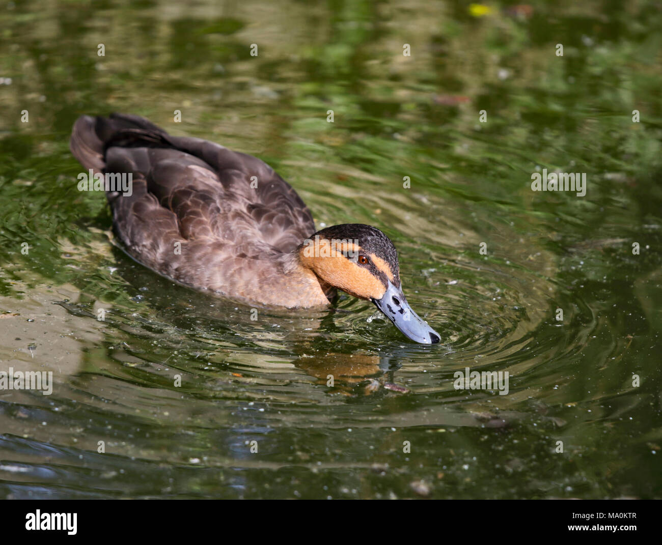 Philippine Duck (anas luzonica), UK Stock Photo - Alamy