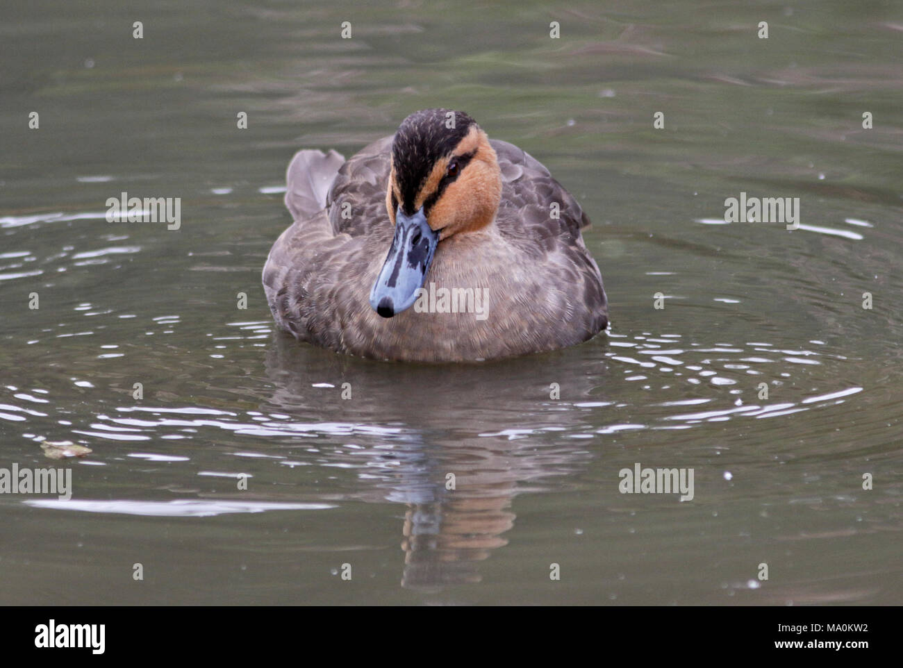 Philippine Duck (anas luzonica), UK Stock Photo - Alamy