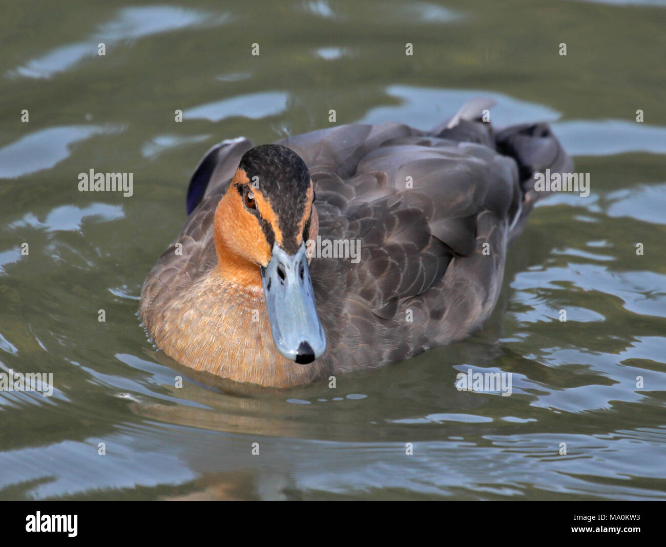 Philippine Duck (anas luzonica), UK Stock Photo - Alamy