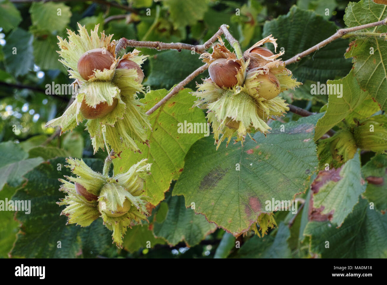 hazelnuts in their clusters and leaves of common hazel Stock Photo - Alamy