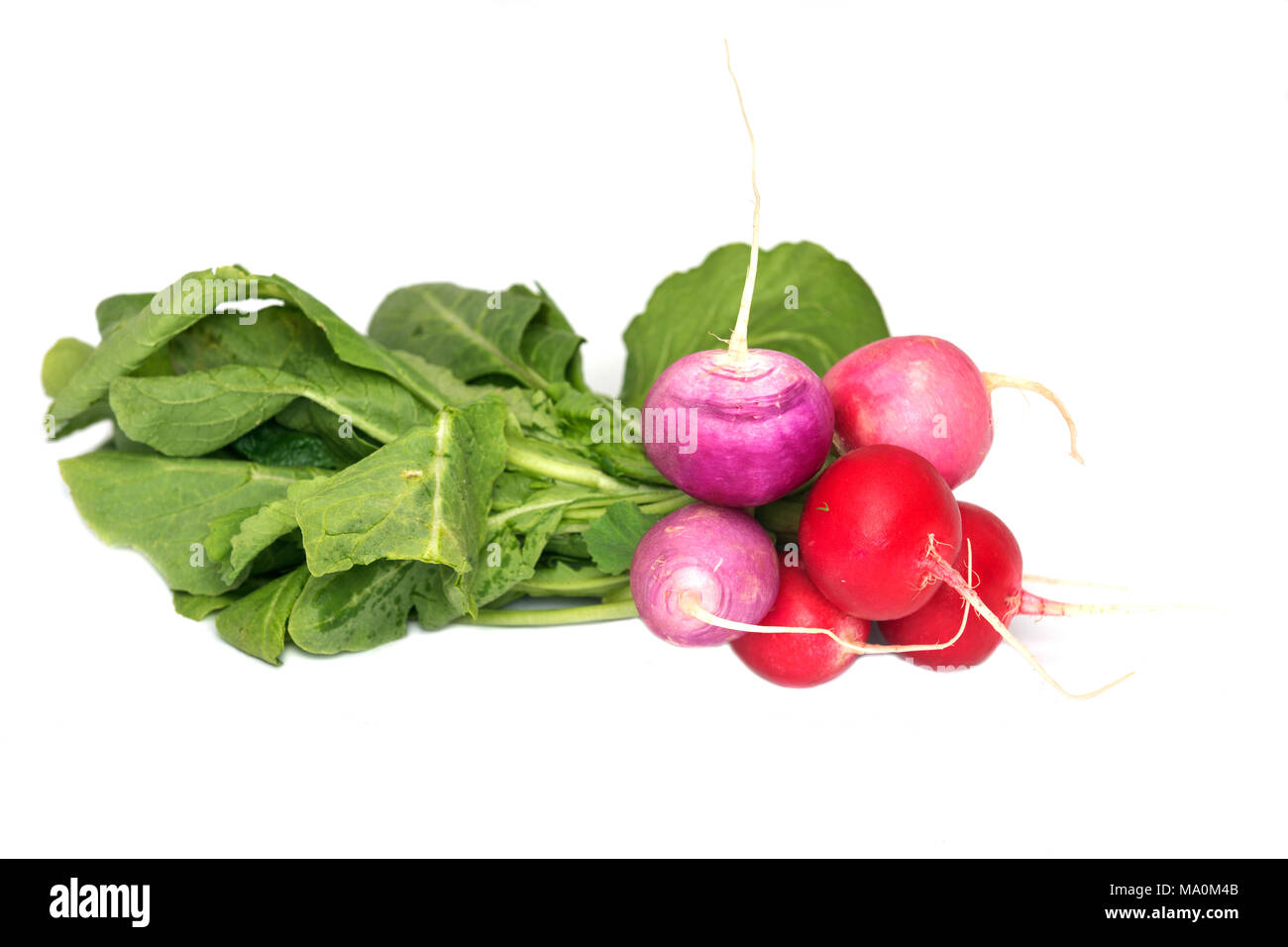 Fresh organic radishes isolated on white background Stock Photo - Alamy