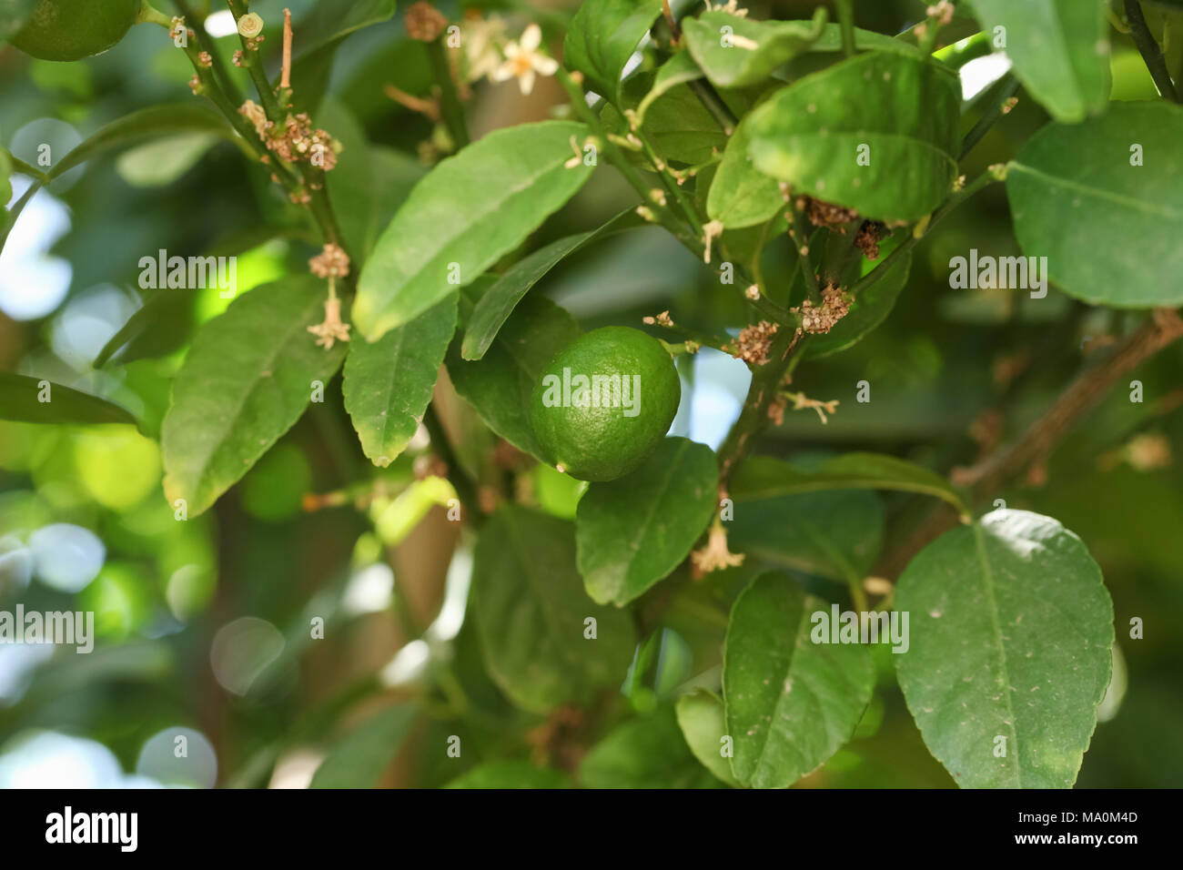 Key lime growing on a key lime tree in a garden Stock Photo - Alamy