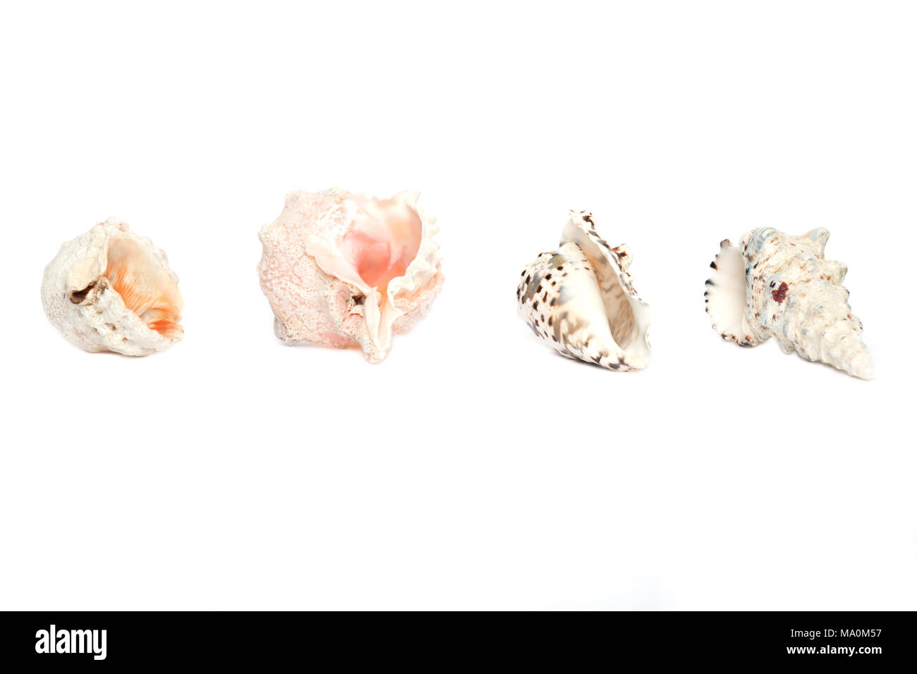 Empty seashells isolated on white background Stock Photo - Alamy