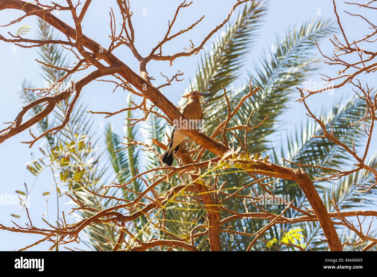African hoopoe in tree hi-res stock photography and images - Alamy
