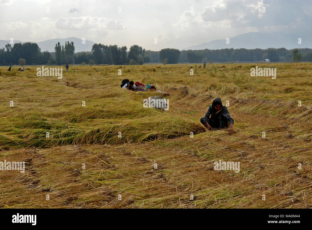 Kashmiri farmers using traditional technique for the harvesting of rice ...