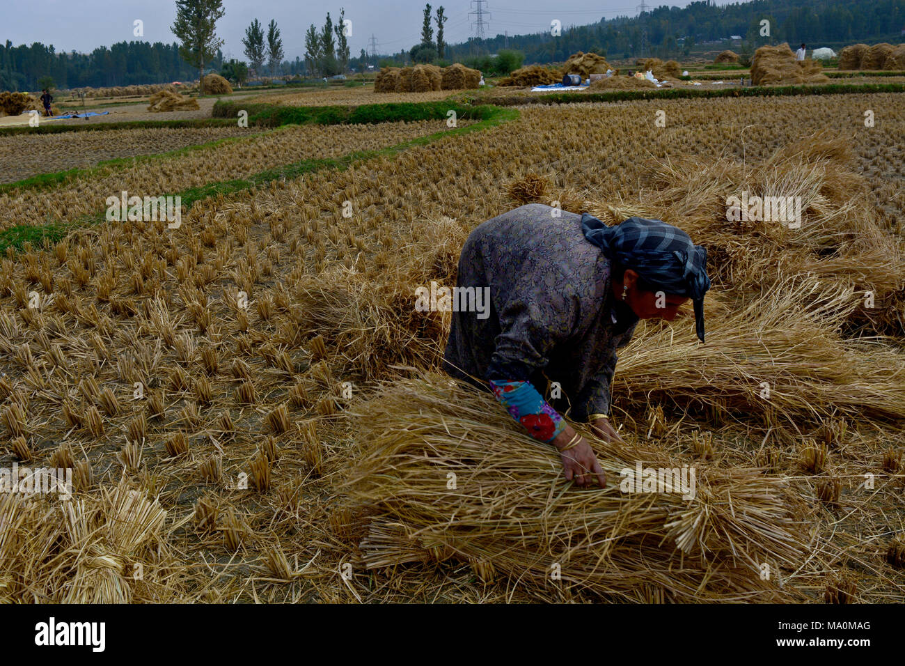 A Kashmiri woman farmers using traditional technique for the harvesting ...