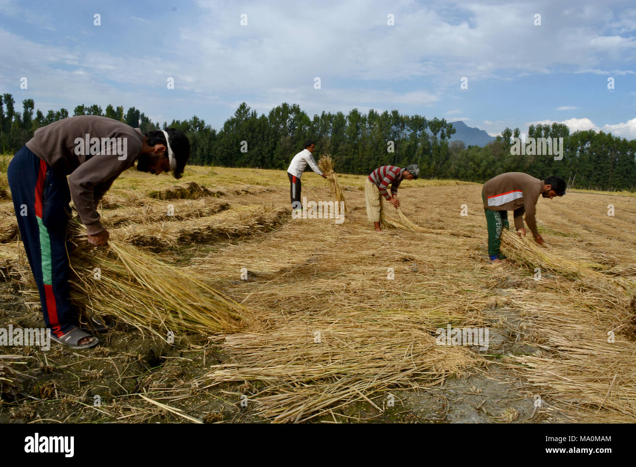 High quality traditional milling hi-res stock photography and images ...