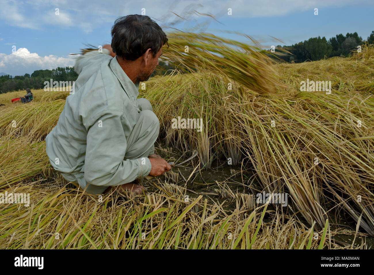 Kashmiri farmers working in the paddy fields during harvesting of rice ...