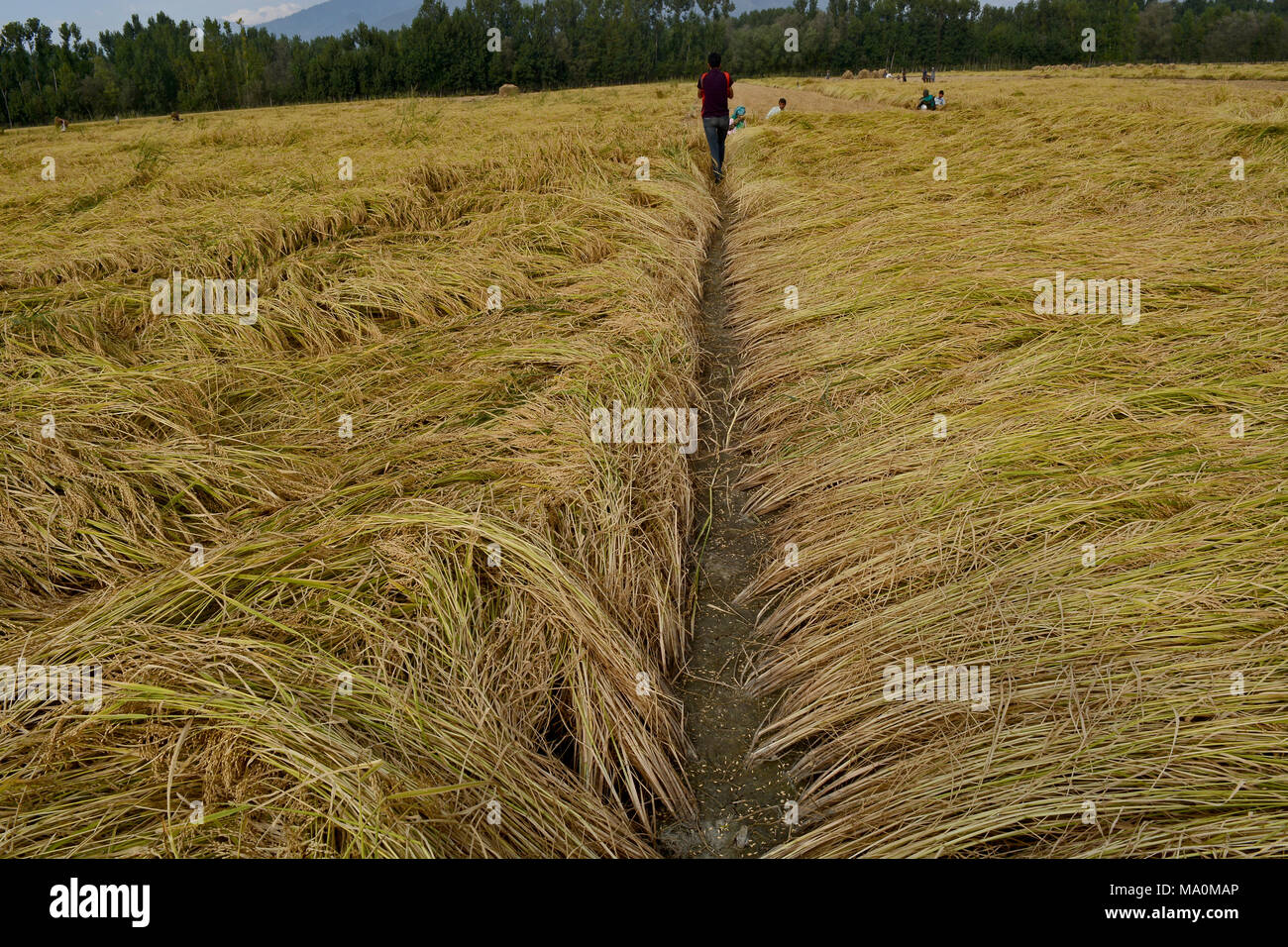 A Kashmiri farmer walks through a paddy field during harvesting of rice ...