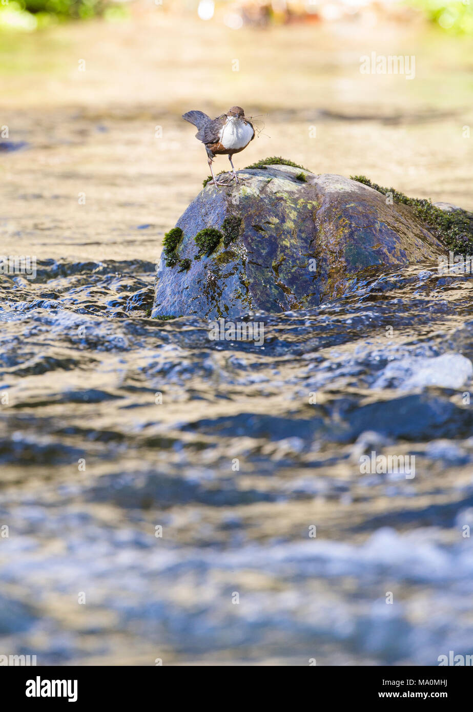 Dipper at nest hi-res stock photography and images - Alamy