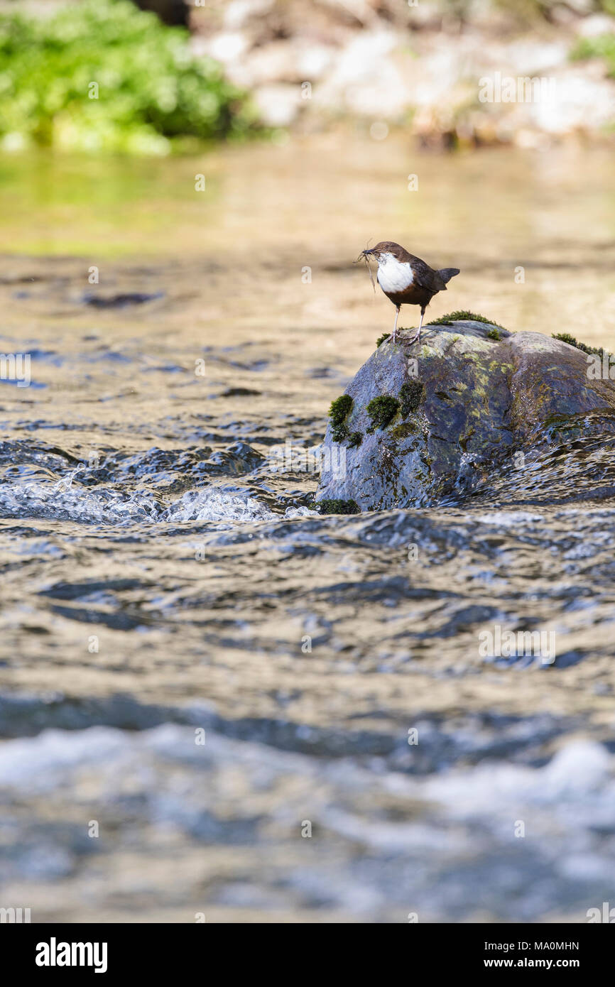 European Dipper taking nesting material back to the nest Stock Photo ...