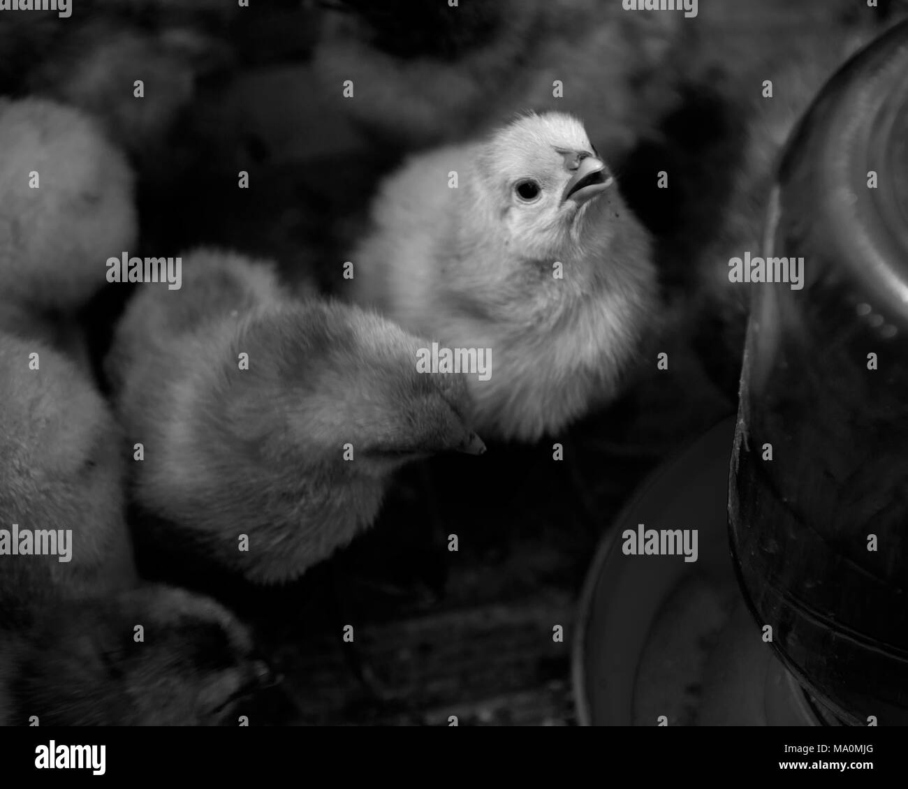 Amish farm, mixed flock of pure breed chicks Stock Photo - Alamy