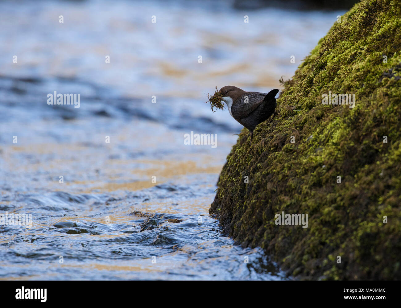 European Dipper collecting moss for the nest along the East Lyn River ...