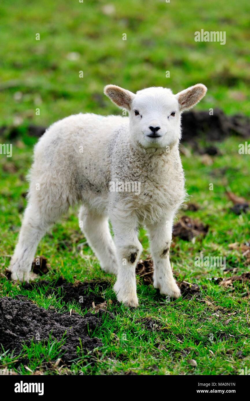 New spring lamb enjoying the sunshine Stock Photo - Alamy