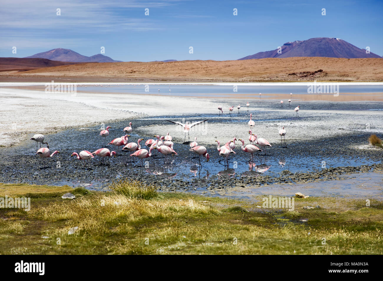 Laguna Colorada at Eduardo Avaroa Andean Fauna National Reserve in ...