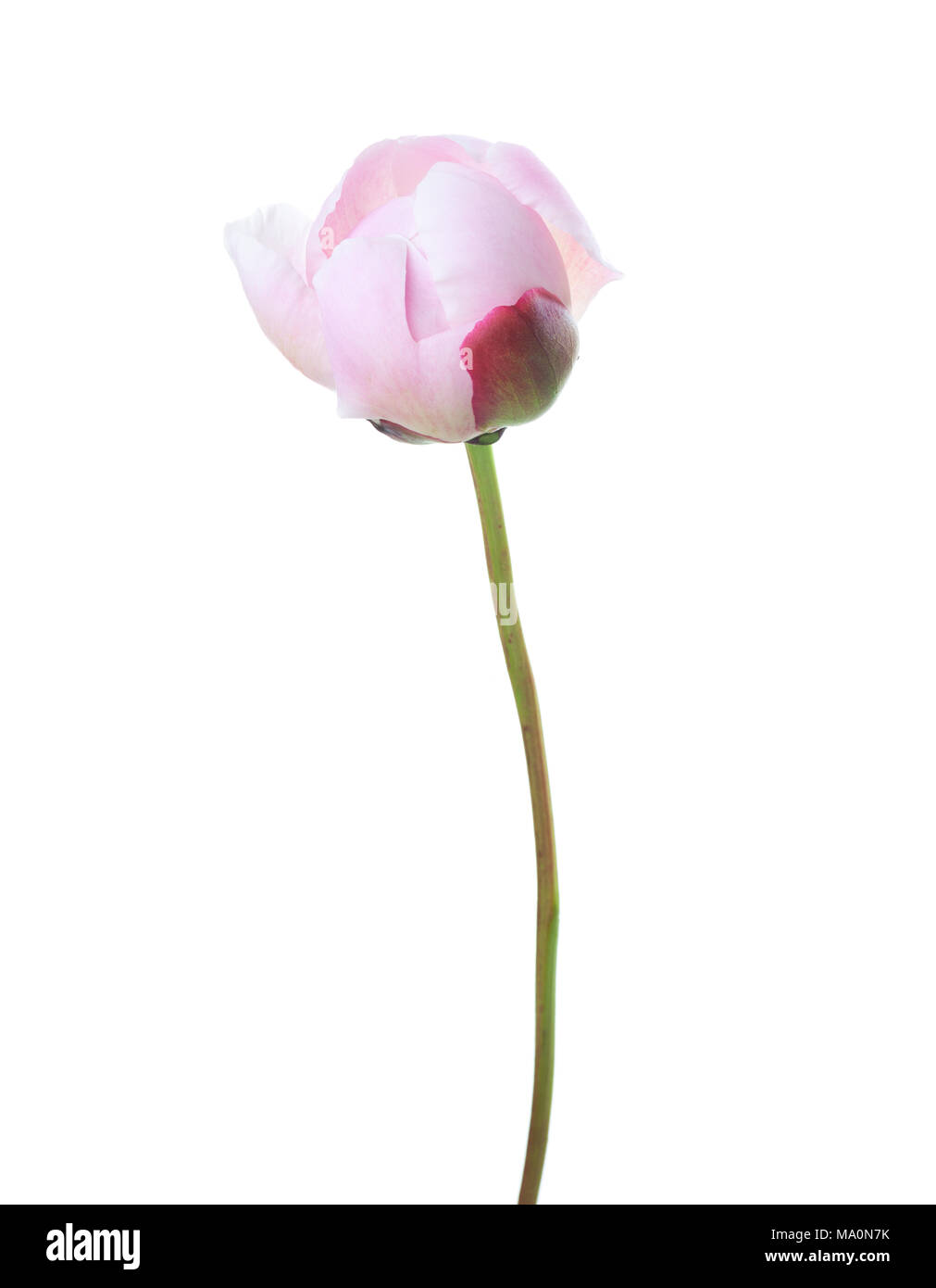 Light peony isolated on white background Stock Photo - Alamy