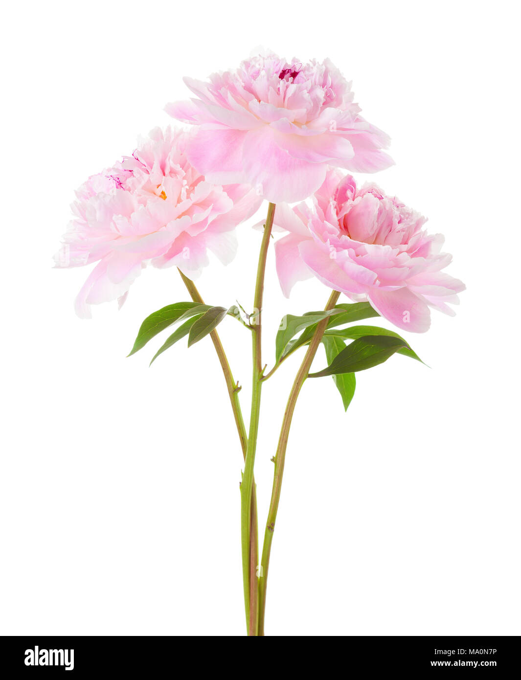 Three light pink peonies isolated on white background Stock Photo - Alamy