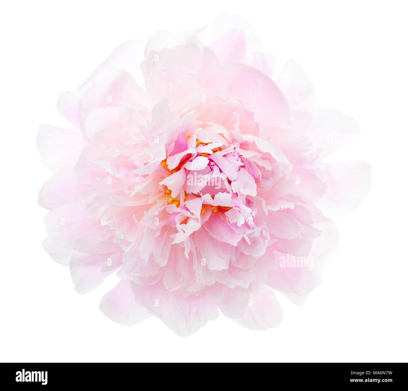 Light pink peony isolated on white background Stock Photo - Alamy