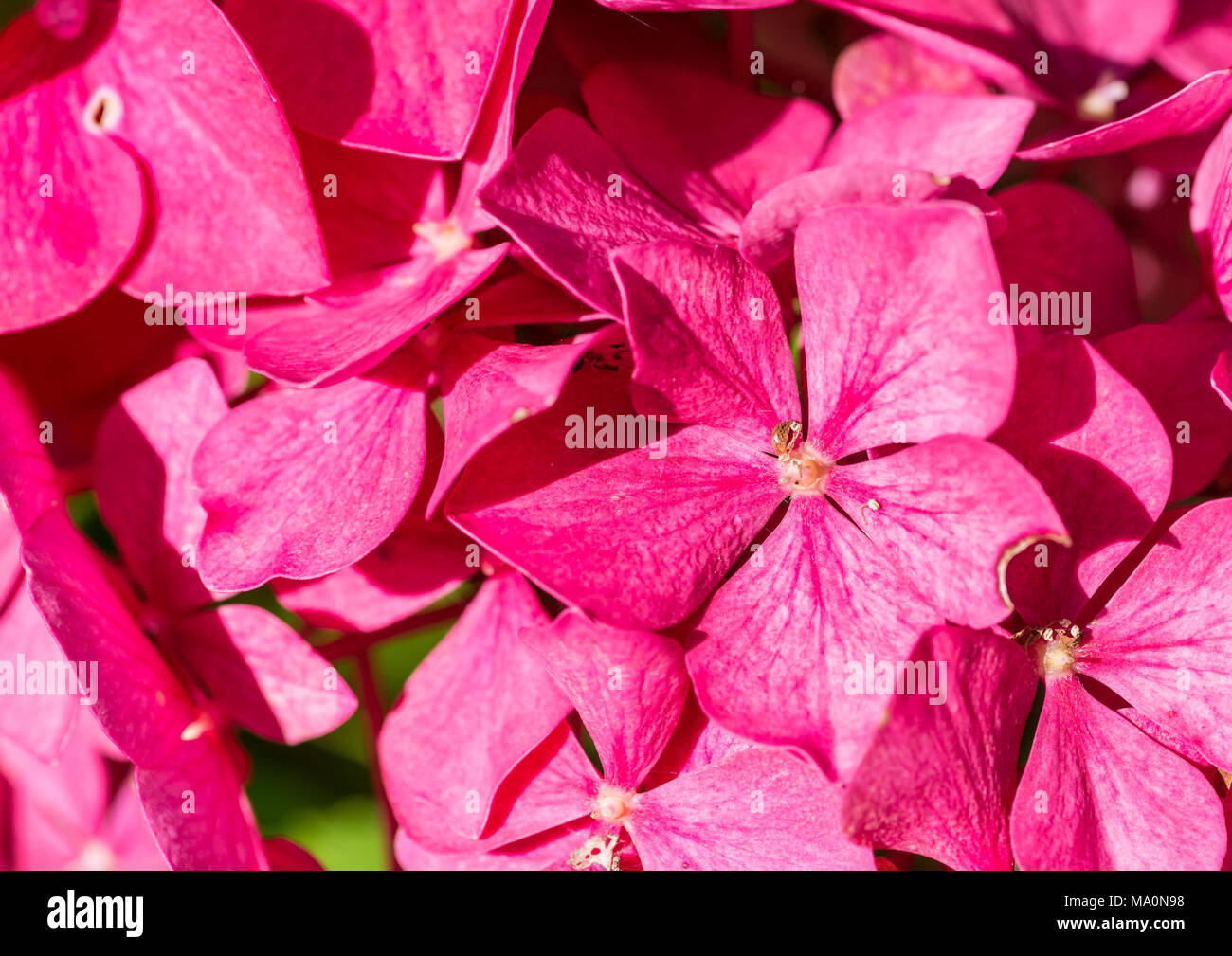 Hydrangea mophead hi-res stock photography and images - Alamy