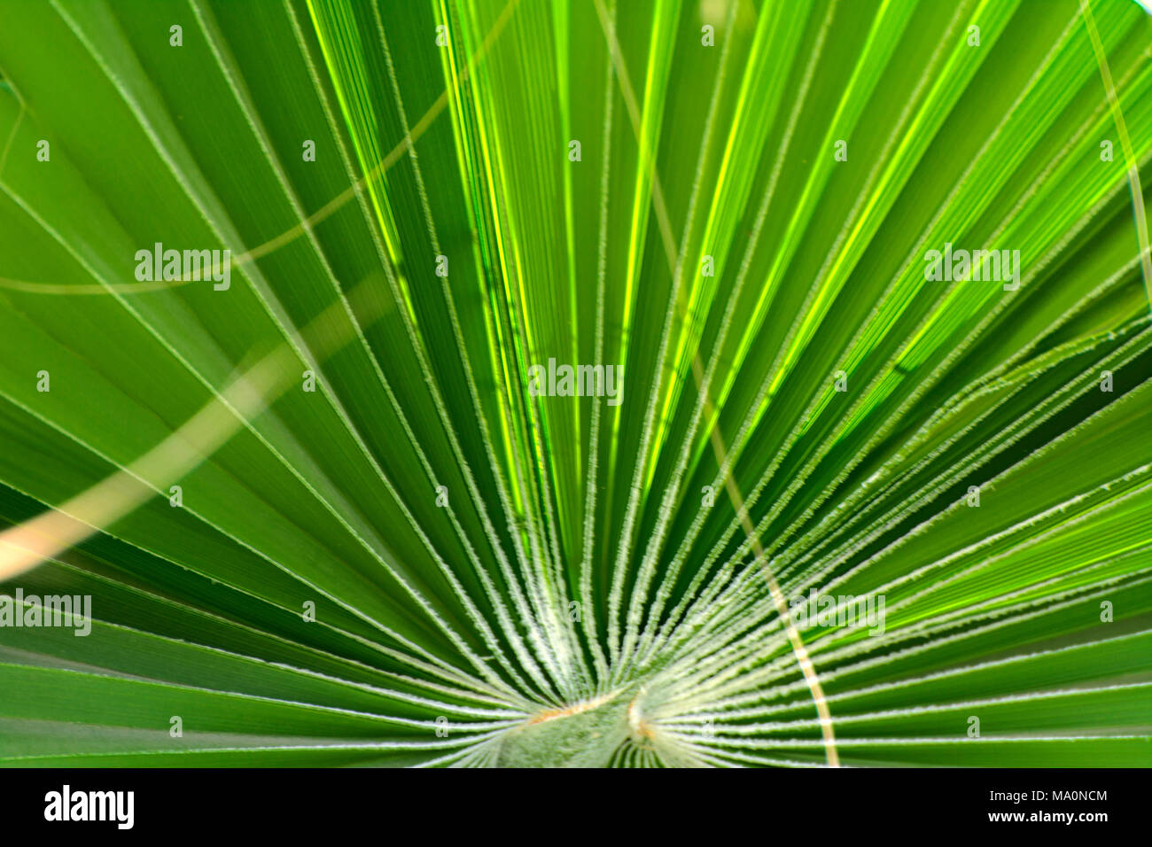 Spiral palm tree hi-res stock photography and images - Alamy