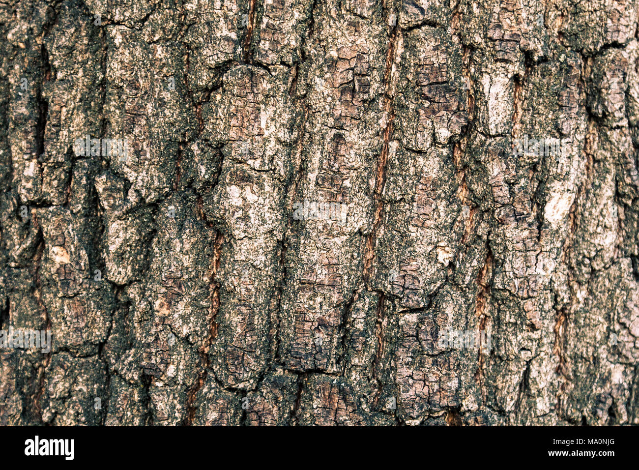 Detail of oak tree bark Texture of the bark of an oak tree Stock Photo ...