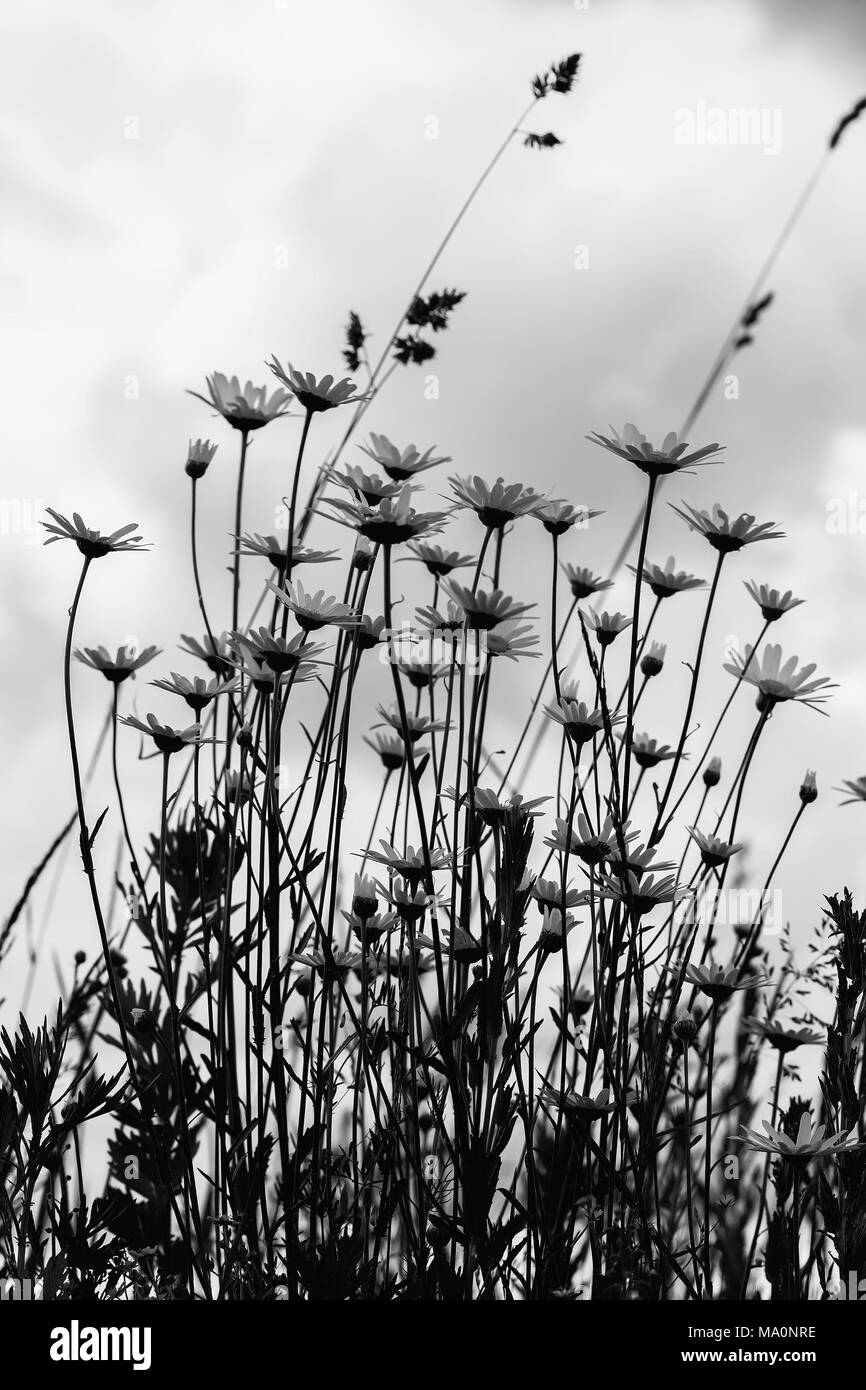 Windy summer day Black and White Stock Photos & Images - Alamy