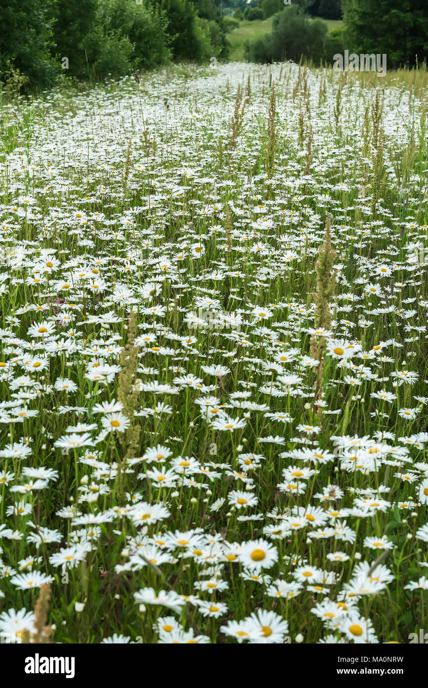 Sea daisies hi-res stock photography and images - Alamy