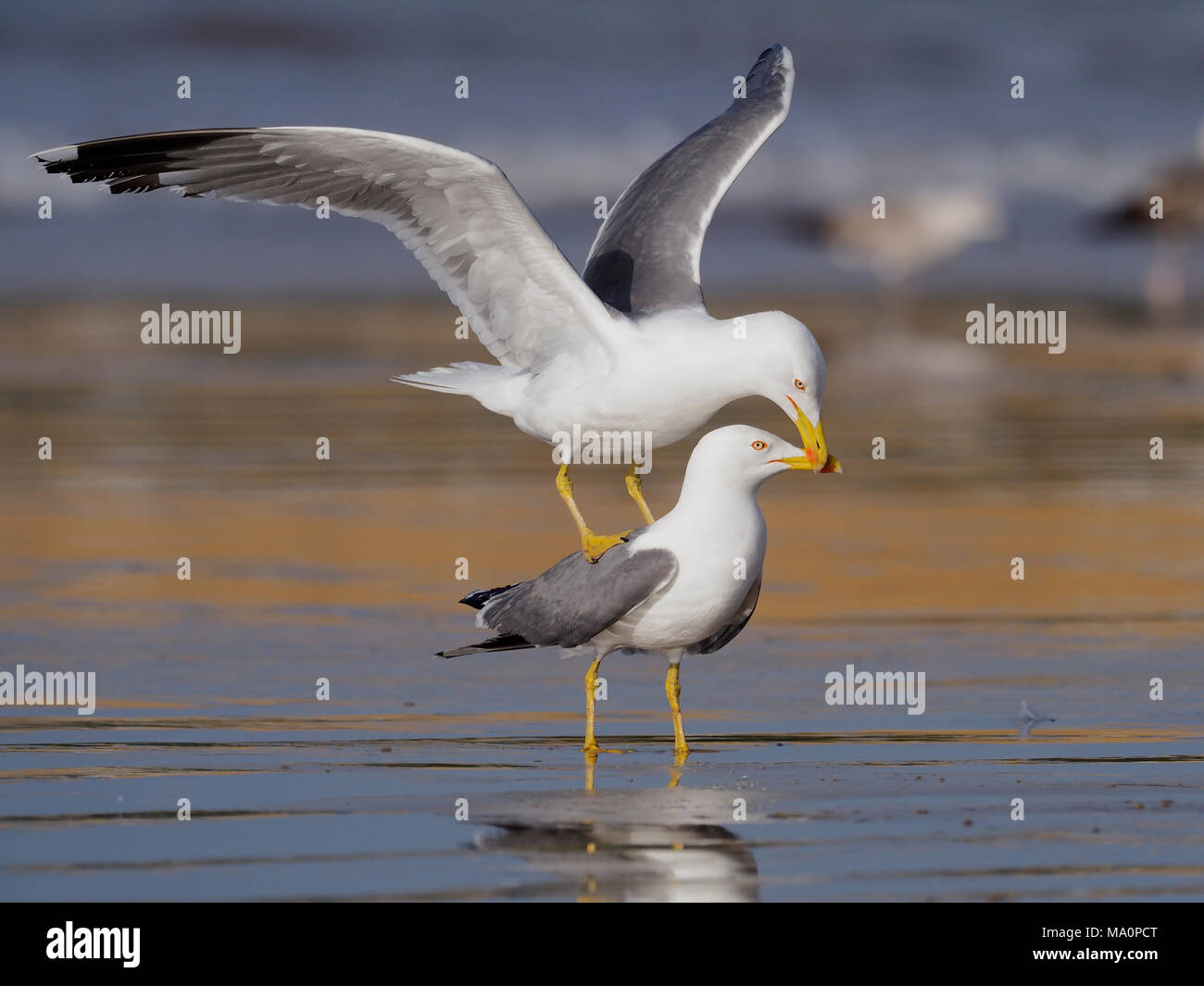 Yellow-legged gull, Larus cachinnans, two birds mating, Morocco, March ...