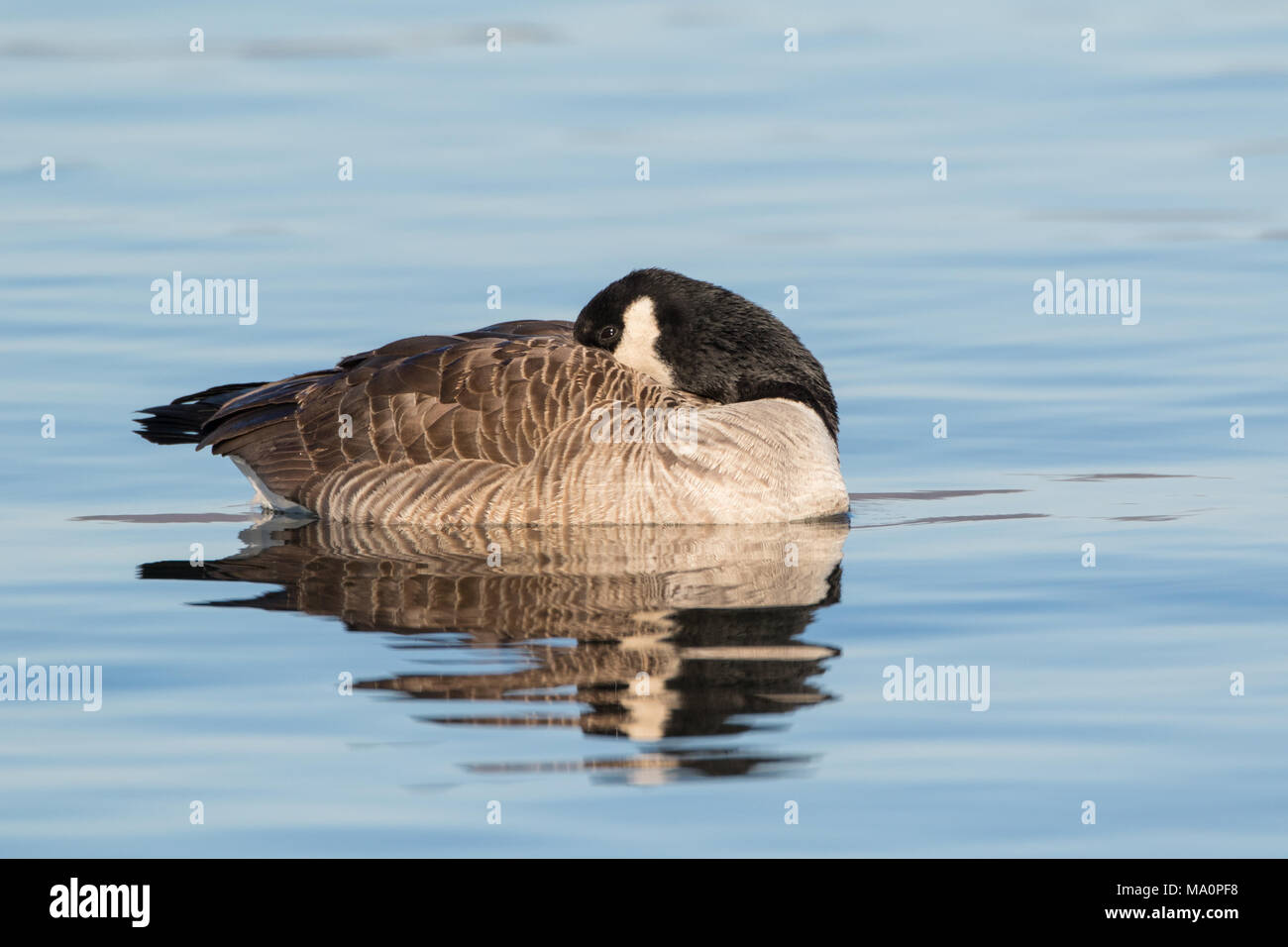 Resting Canada goose on lake surface Stock Photo - Alamy