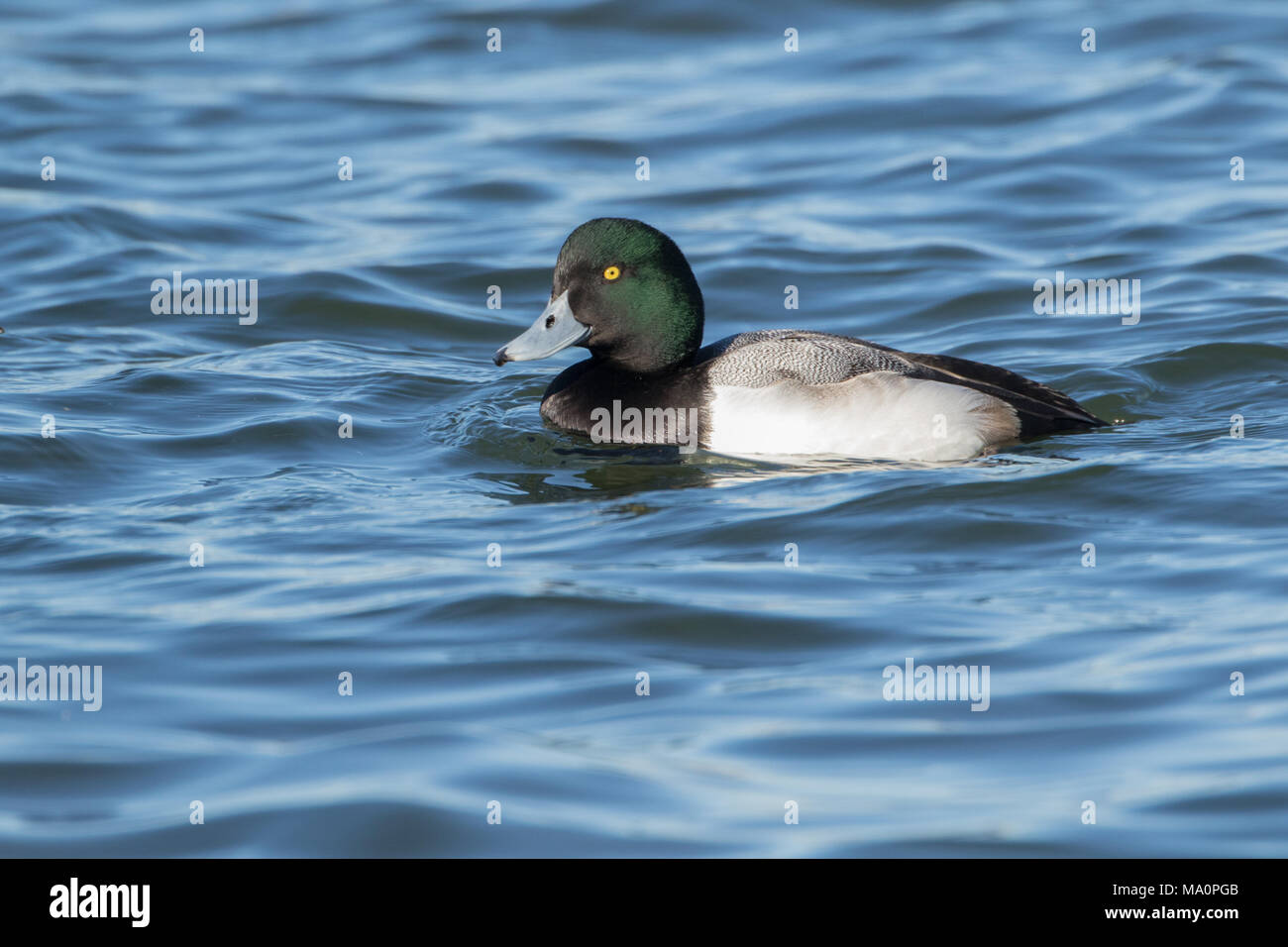 Drake greater scaup swimming on lake surface Stock Photo - Alamy